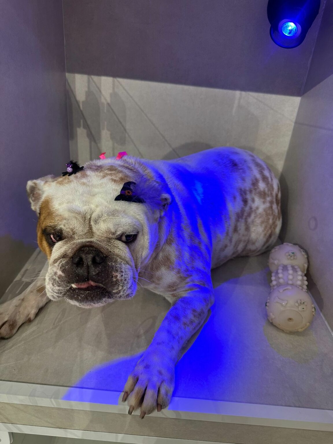 Os benefícios da cromoterapia no mundo pet - Roteiro SJC